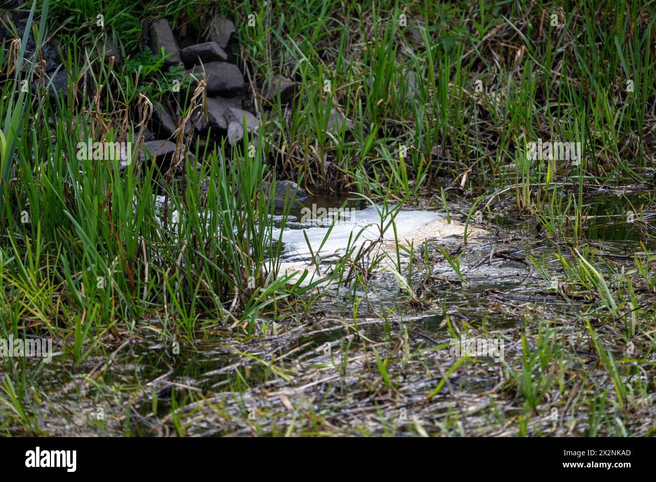 Overflow water from a nearby canal spilling into a reservoir pond via a ...