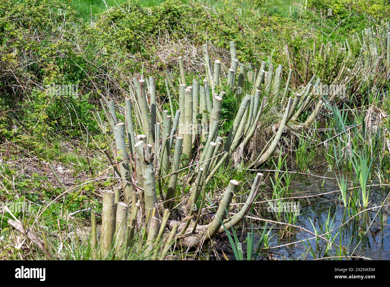 Tree stumps beside a pond in a wetland nature reserve after the trees ...