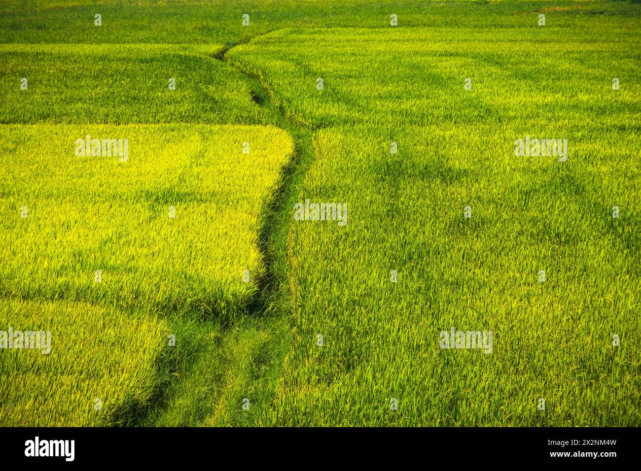 Image of beautiful Terraced rice field in water season and Irrigation ...