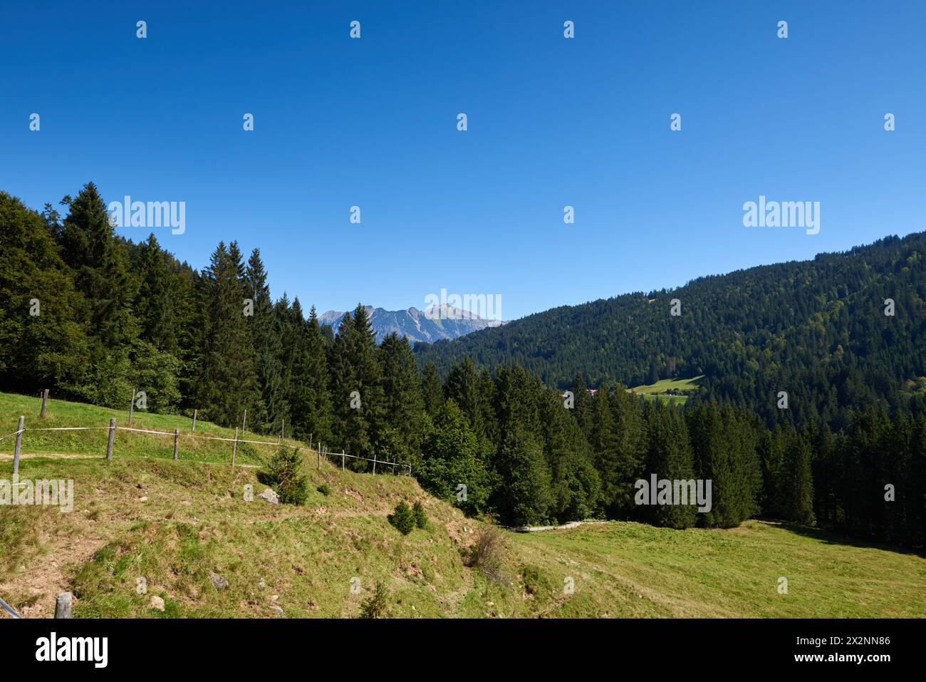 Alpine Meadows, Pine Forests, and the Azure Sky. Summer Meadows and ...