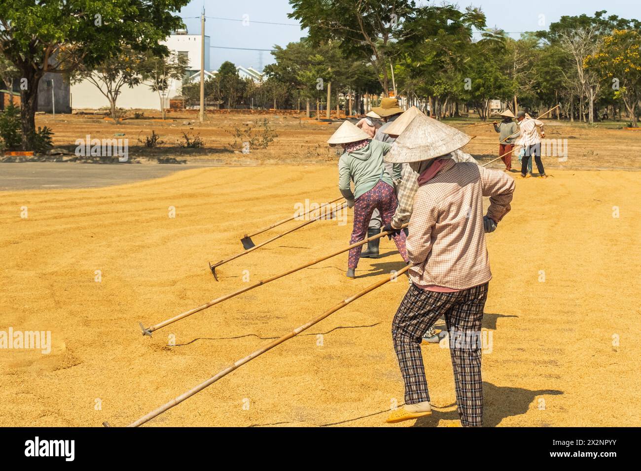 Rural workers drying rice on the road in Vietnam. Workers working with ...
