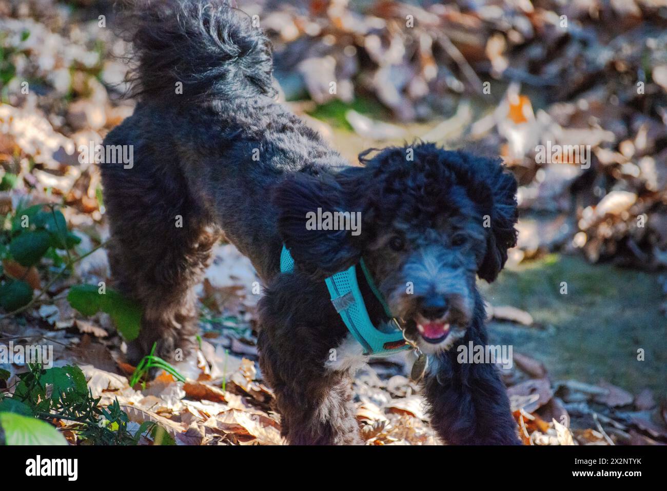 Experience the joy of a Maltipoo running freely amidst the lush ...