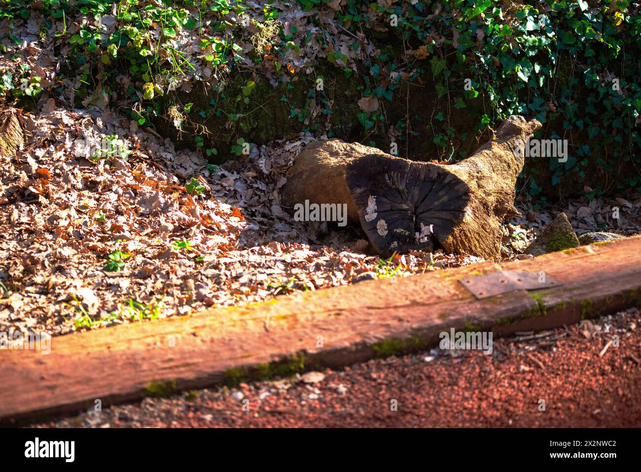 Logging consequences hi-res stock photography and images - Alamy
