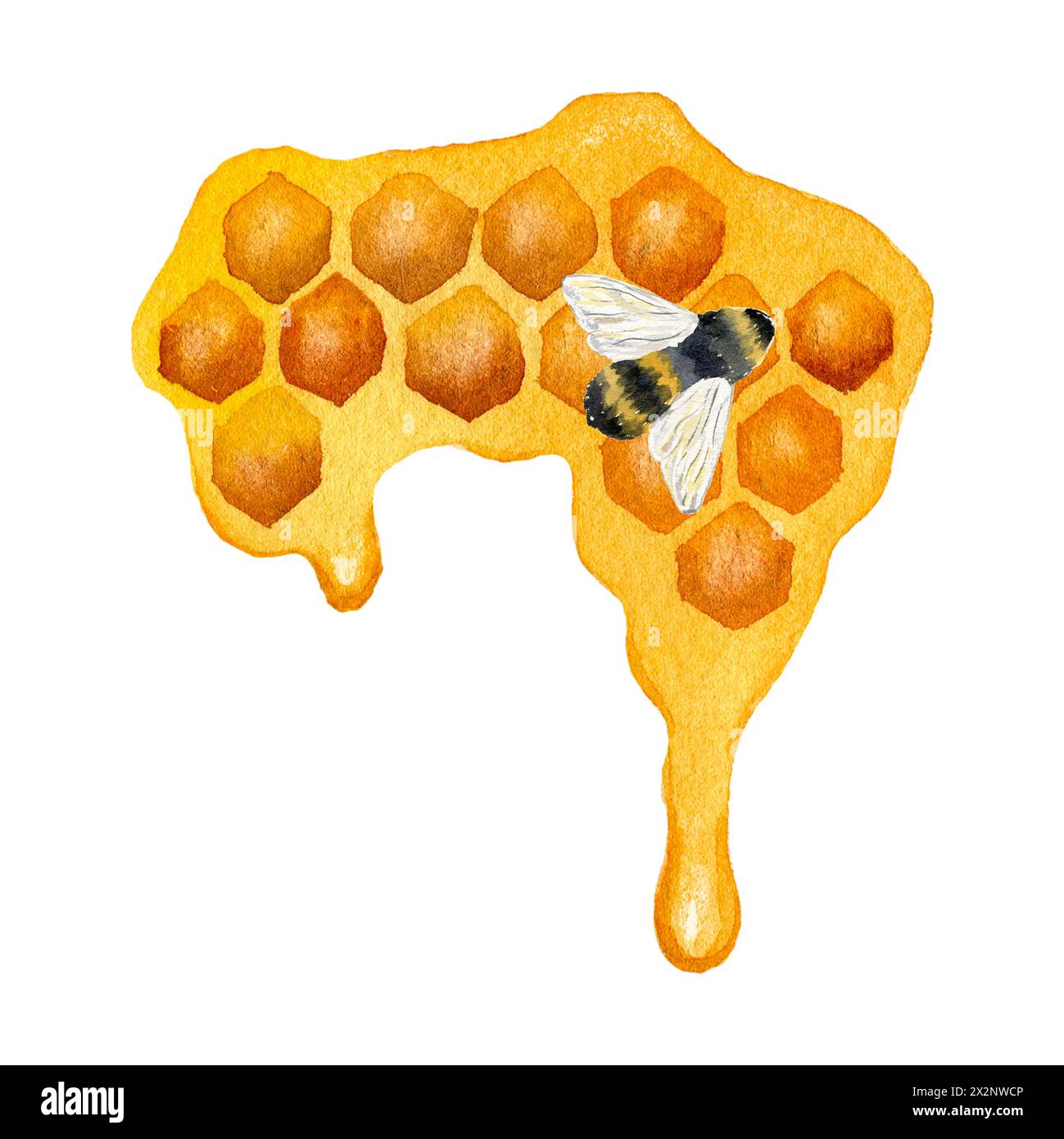 Watercolor honeycomb with honey and bee. Hand-drawn illustration ...