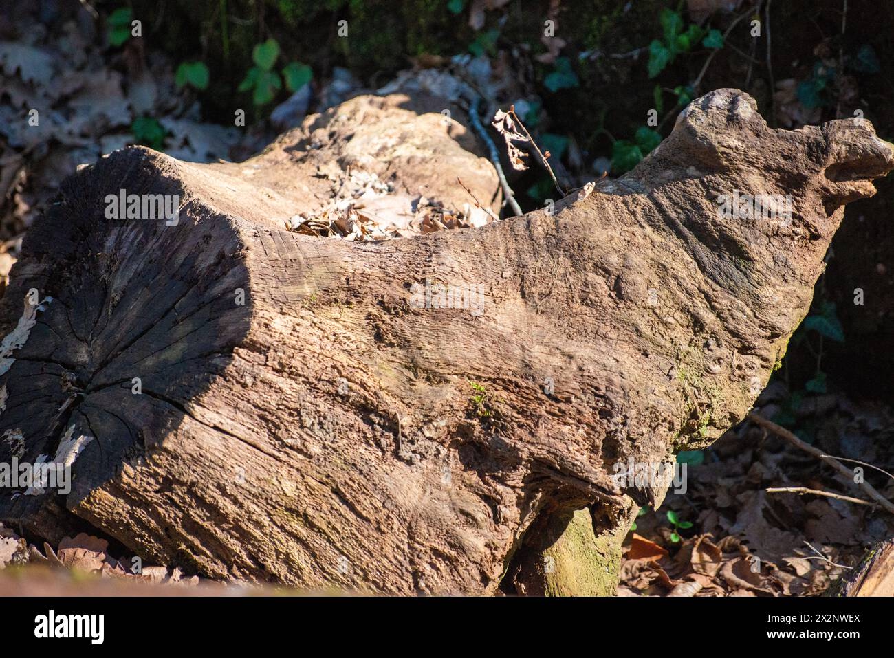 A sunlit tree trunk in the forest casts enchanting shadows, capturing ...