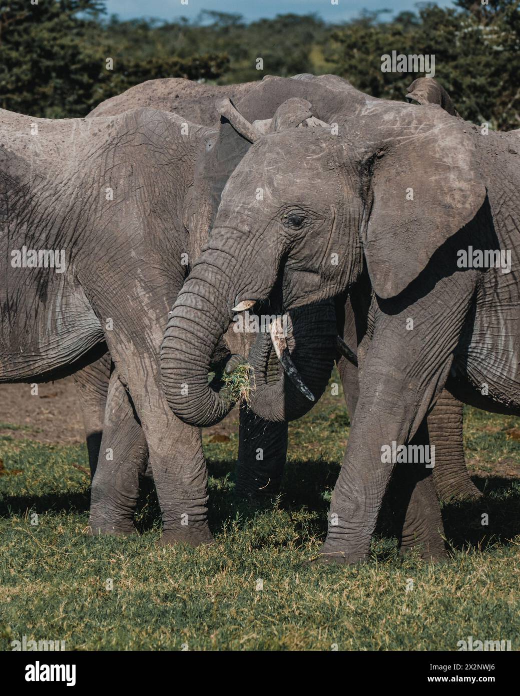 Elephant duo bonding, Ol Pejeta, Kenya Stock Photo - Alamy