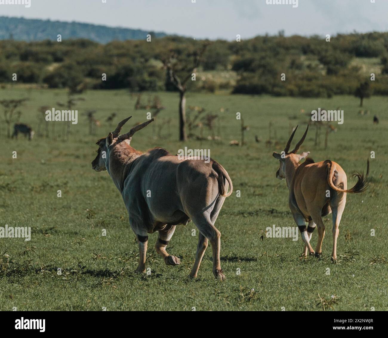 Two elands traverse the green expanses of Masai Mara, Kenya Stock Photo ...
