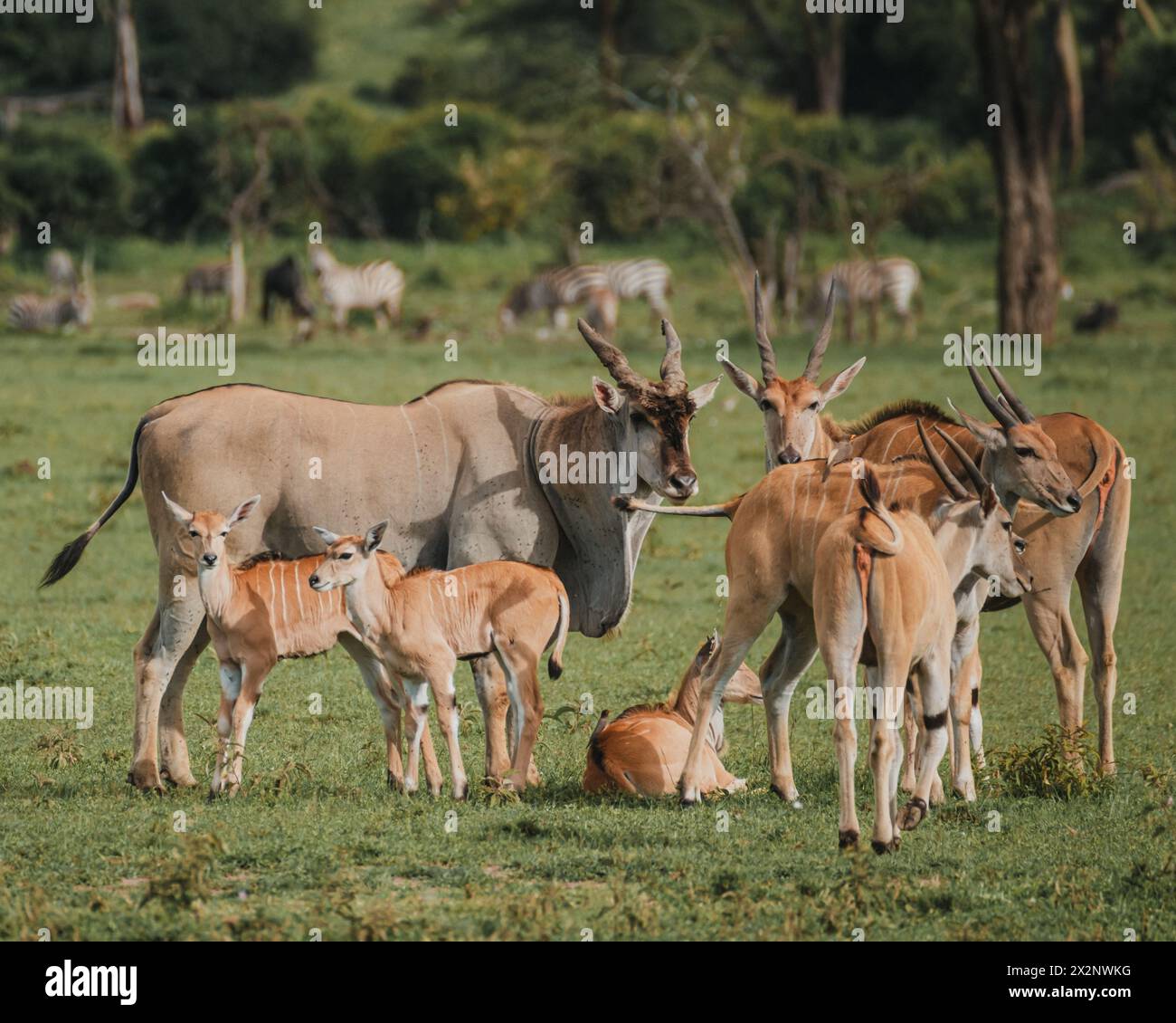 Family of elands with resting calves on the African savannah Stock ...