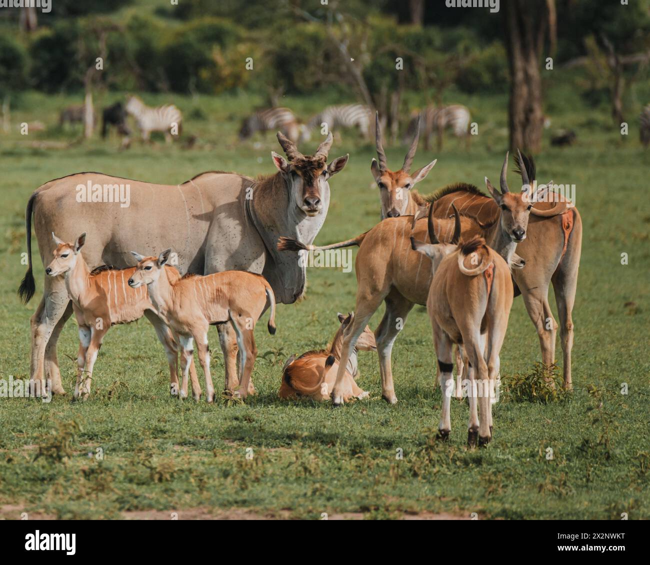 Family of elands with resting calves on the African savannah Stock ...