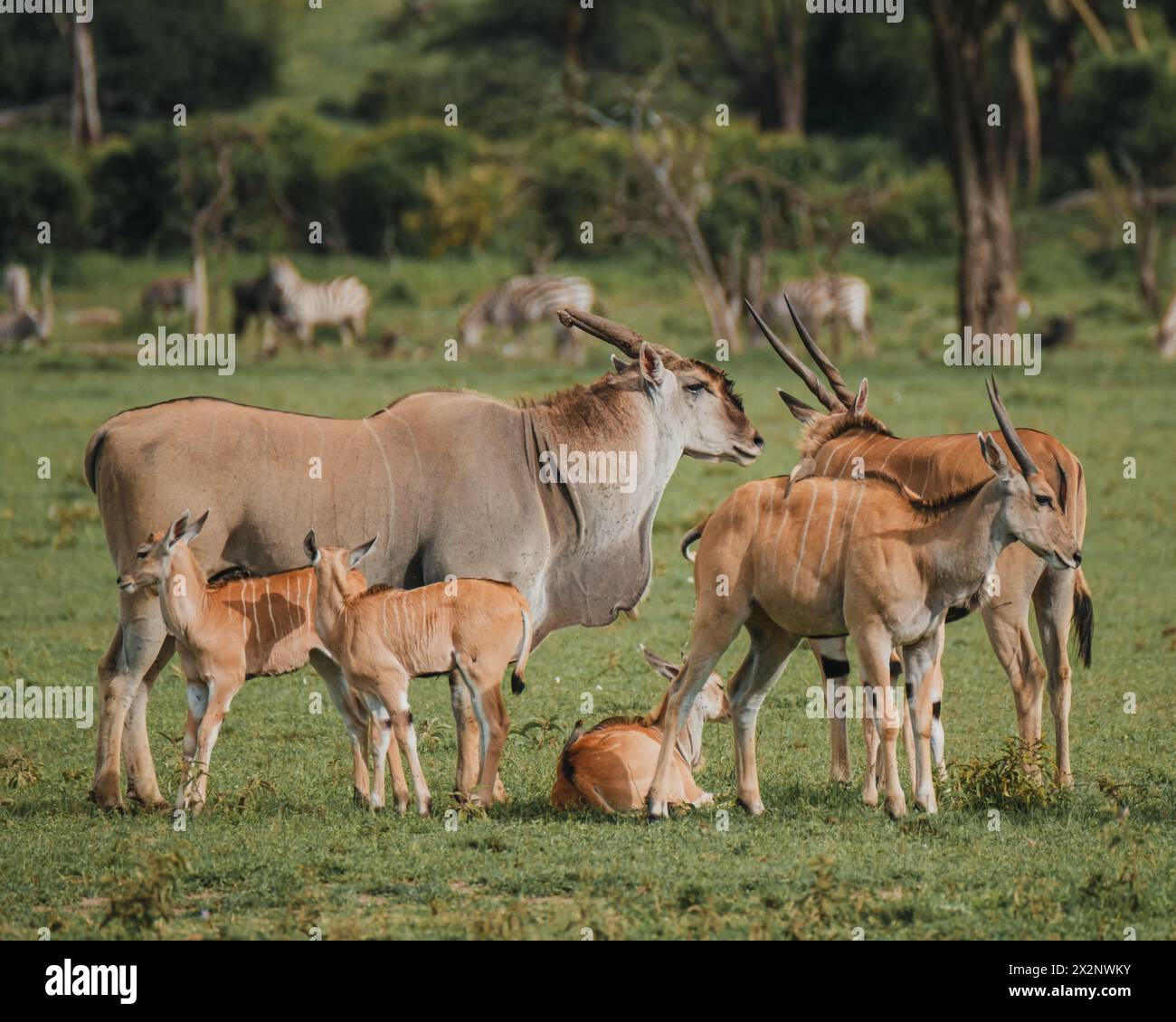 Family of elands with resting calves on the African savannah Stock ...