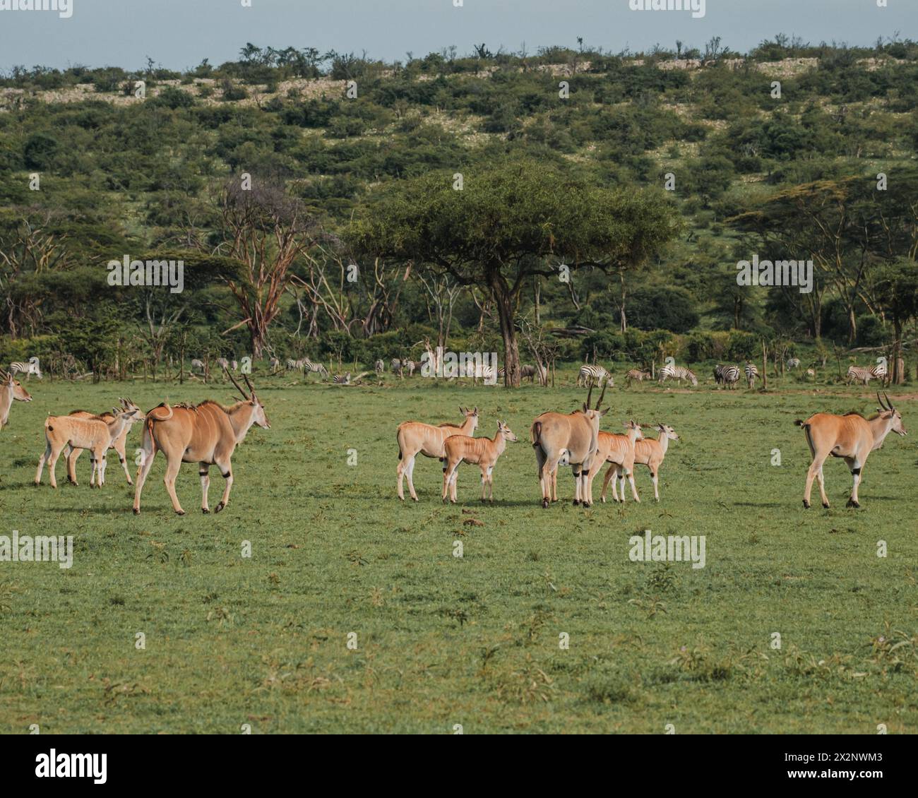 Family of elands with resting calves on the African savannah Stock ...