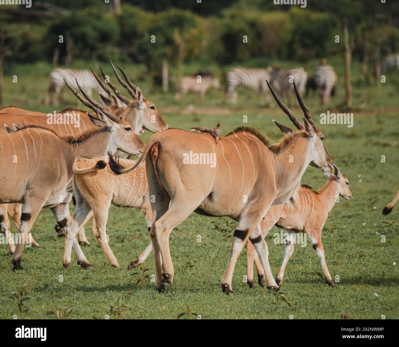 Family of elands with resting calves on the African savannah Stock ...