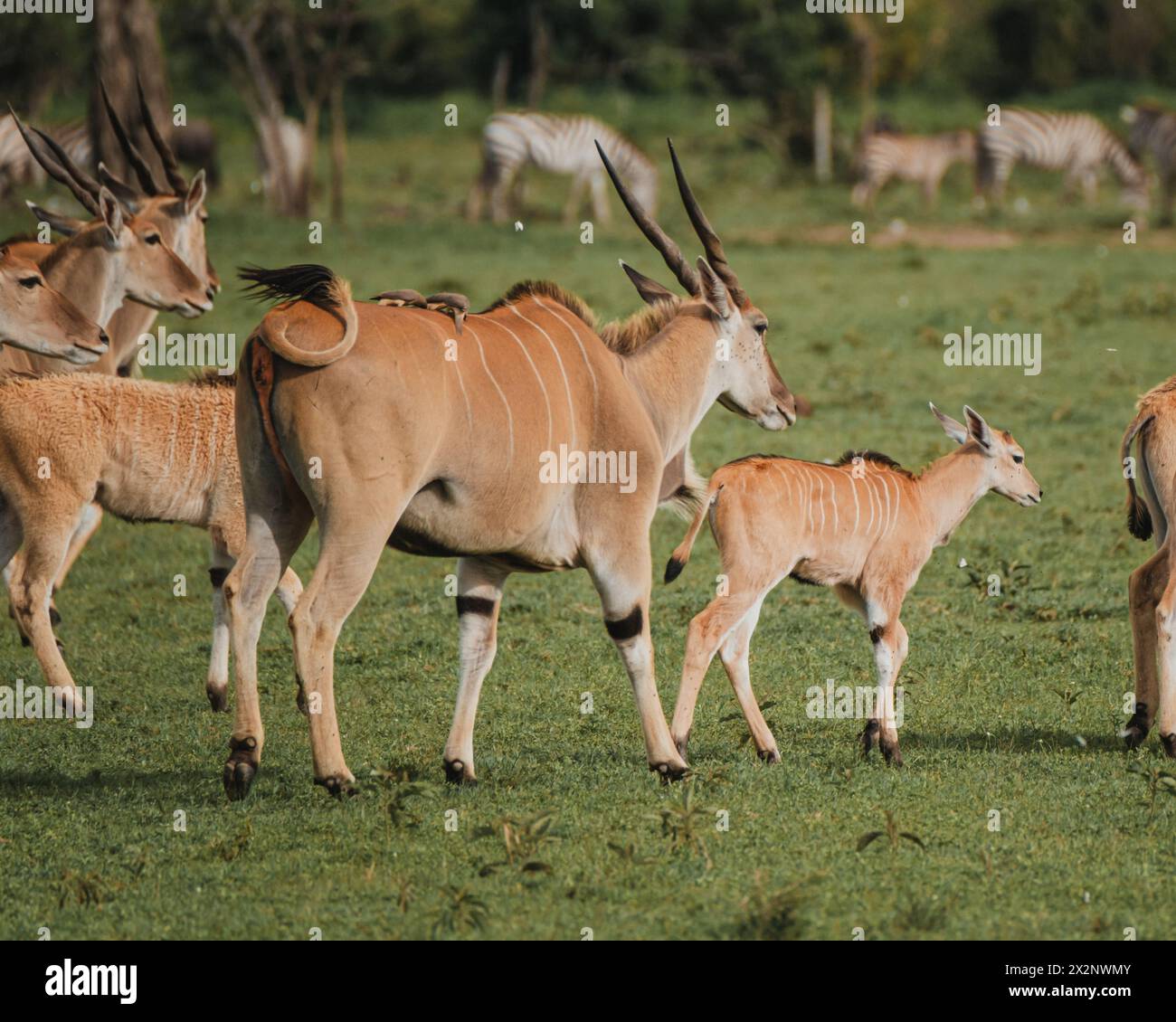 Family of elands with resting calves on the African savannah Stock ...