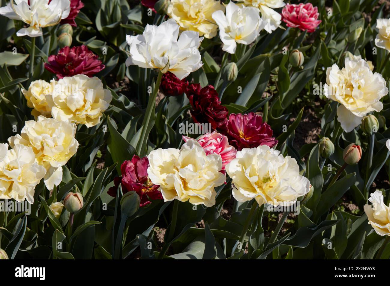 Assorted tulip flowers in white, pale yellow, dark red colors texture background in spring ...