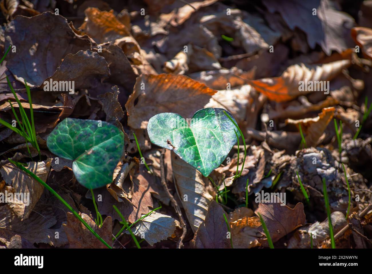 Green leaves and bushes adorn the forest floor, creating a lush carpet ...