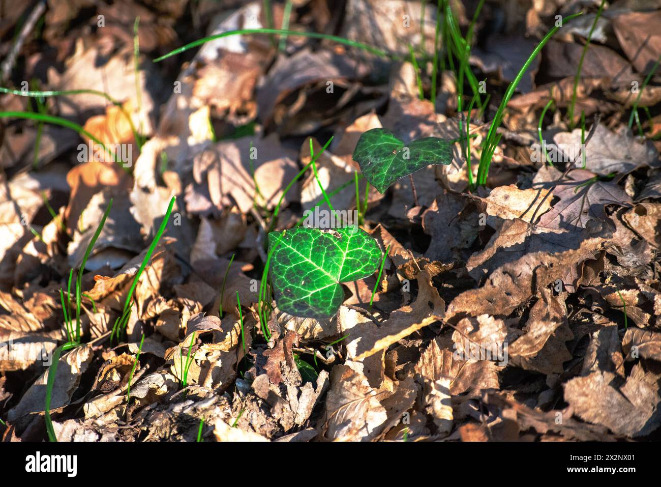 Green leaves and bushes adorn the forest floor, creating a lush carpet ...
