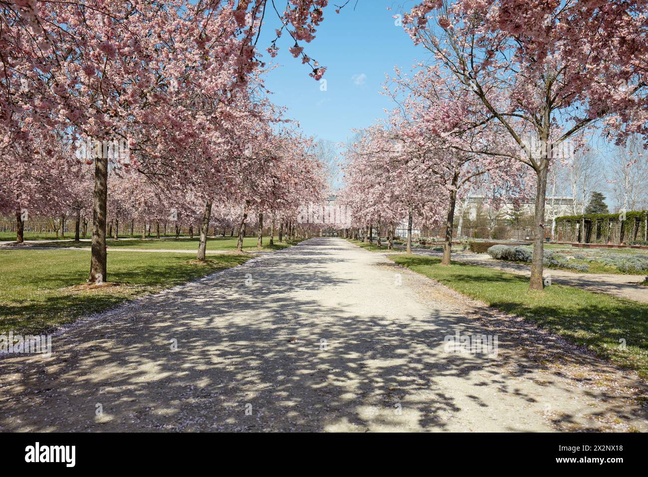 Cherry blossom blooming in sunlight hi-res stock photography and images ...