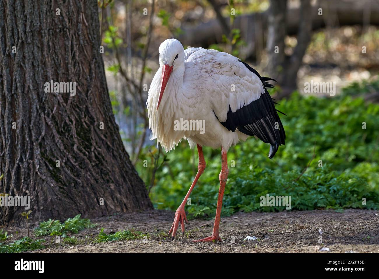 Image of a large white stork walking along the shore Stock Photo - Alamy
