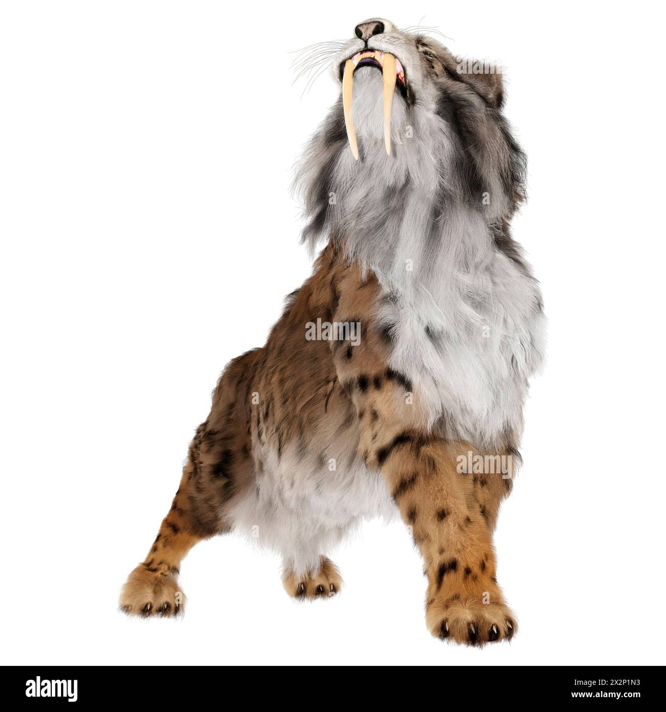 3D rendering of a sabertooth tiger isolated on white background Stock ...