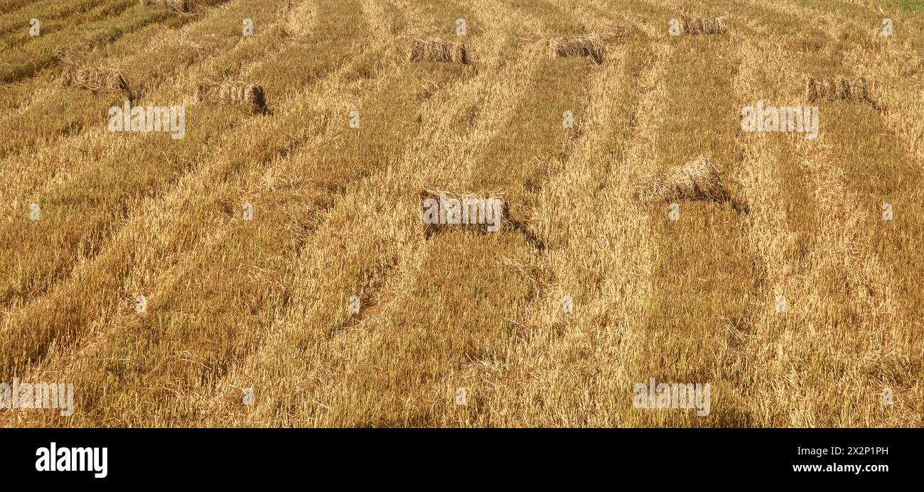 Beautiful countryside landscape. Round straw bales in harvested fields ...