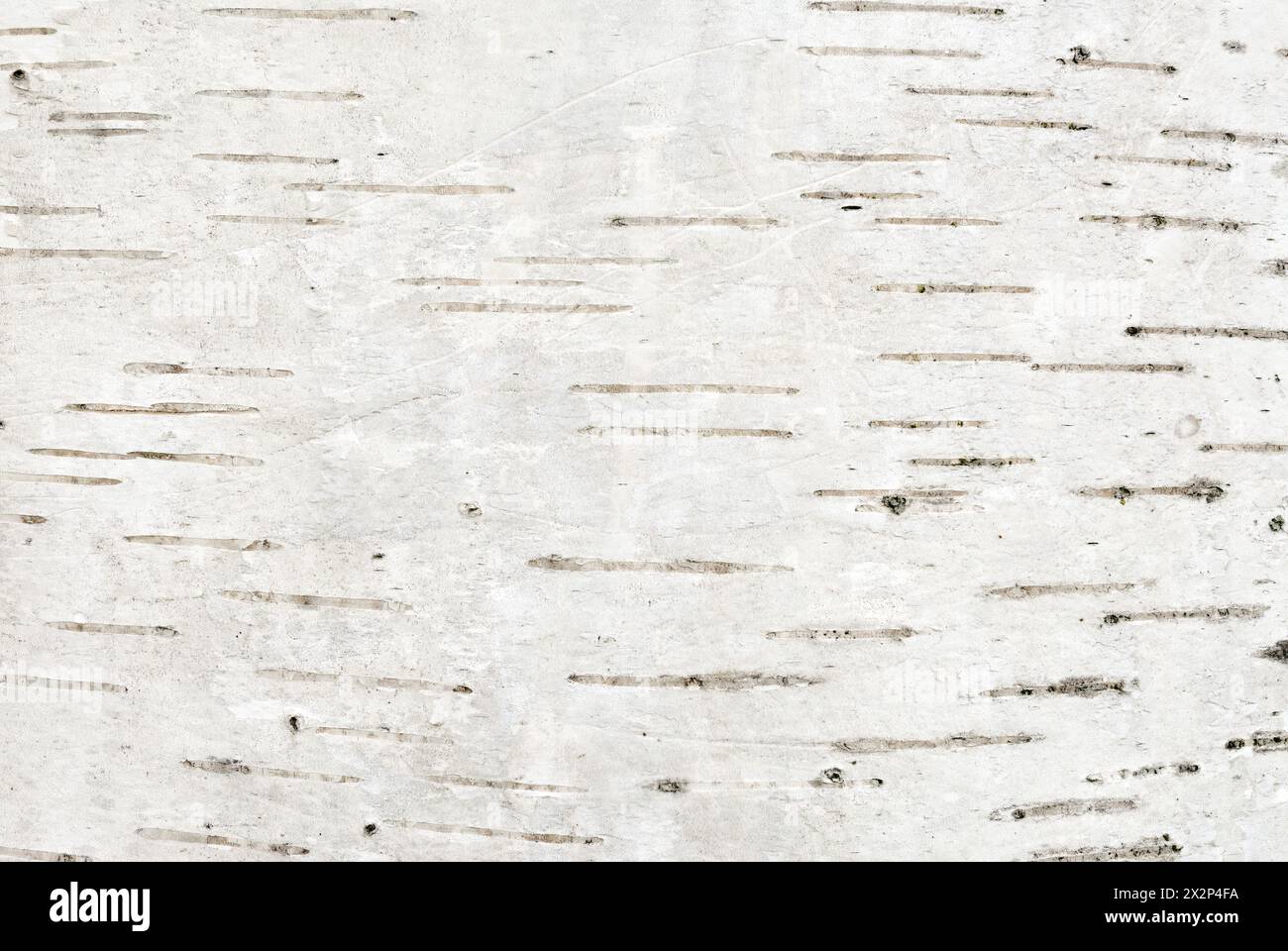 Birch bark texture, Betula pendula silver birch, close up. Line pattern. Old tree trunk. Natural ...