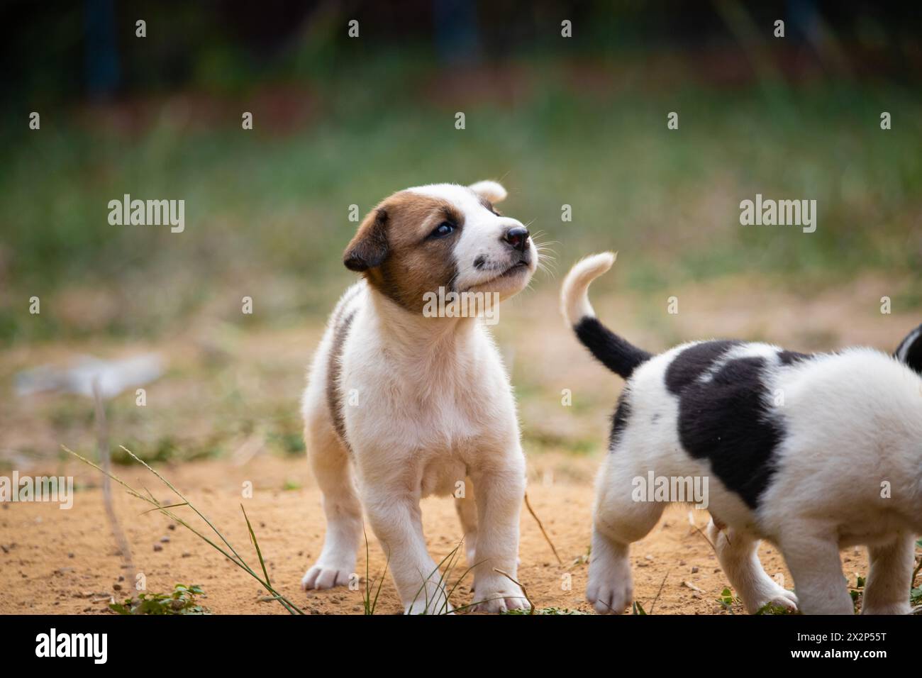 Two numbers of Indian street dog puppies together on ground Stock Photo ...
