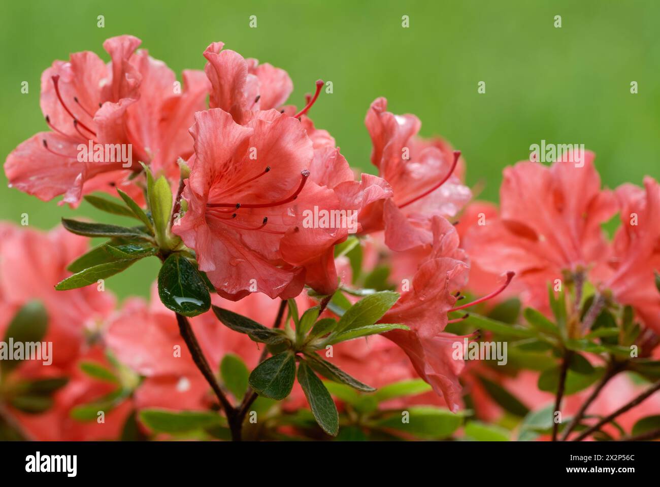 Azalea japonica, Rhododendron japonicum after rain, red flowers, close ...