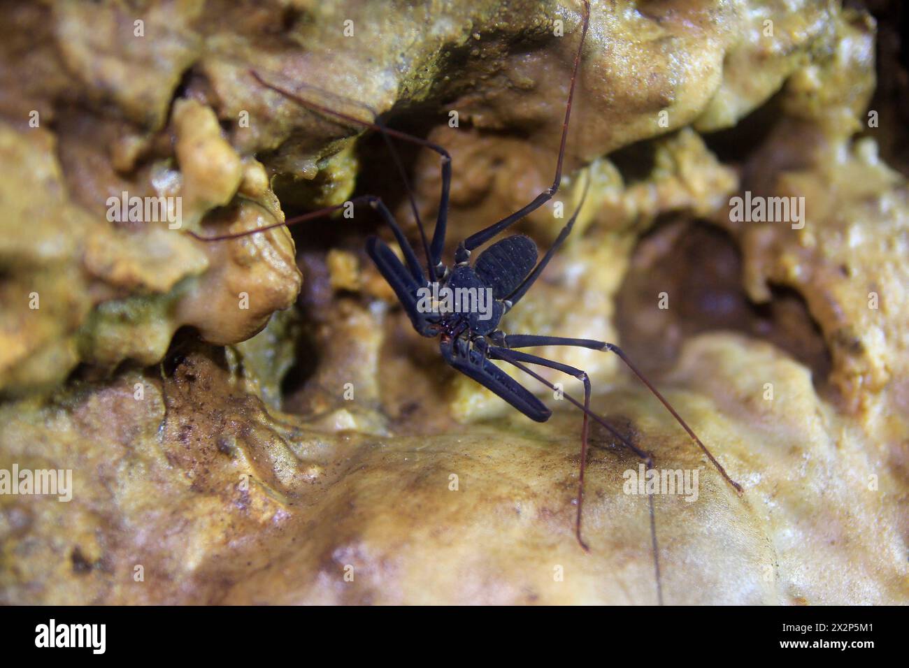 Whip spider hi-res stock photography and images - Alamy
