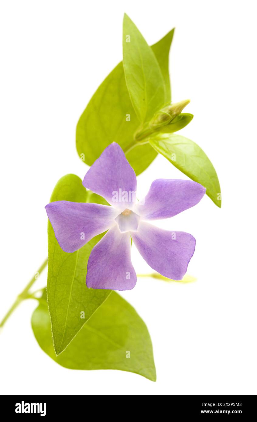 Close up vinca major Cut Out Stock Images & Pictures - Alamy