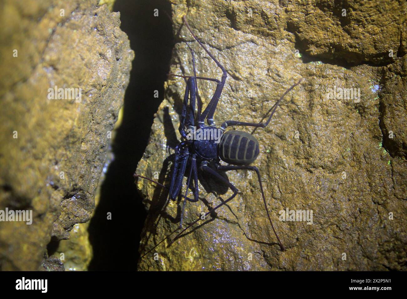 Whip spider hi-res stock photography and images - Alamy