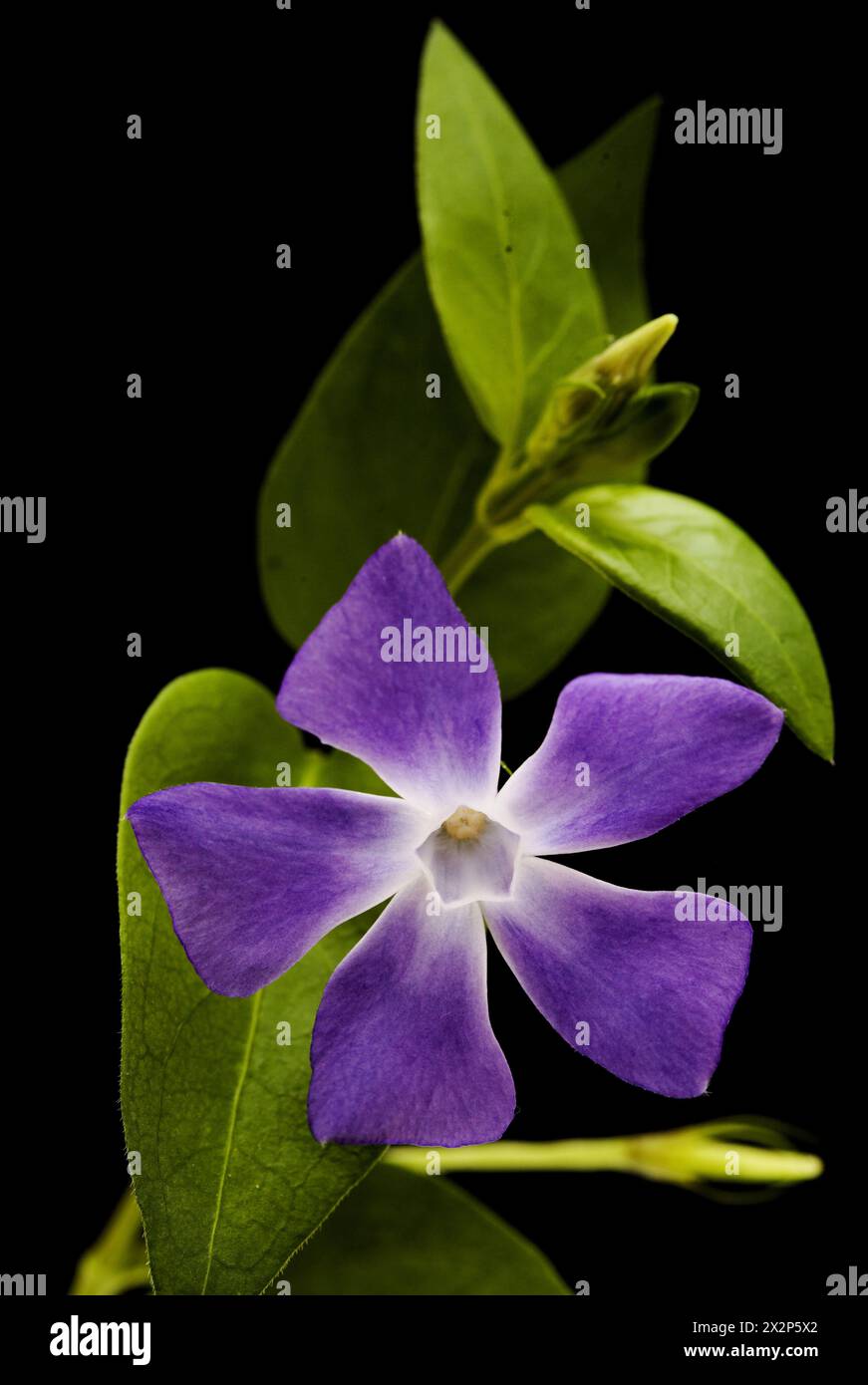 Flora of Gran Canaria - Vinca major, bigleaf periwinkle, introduced ...