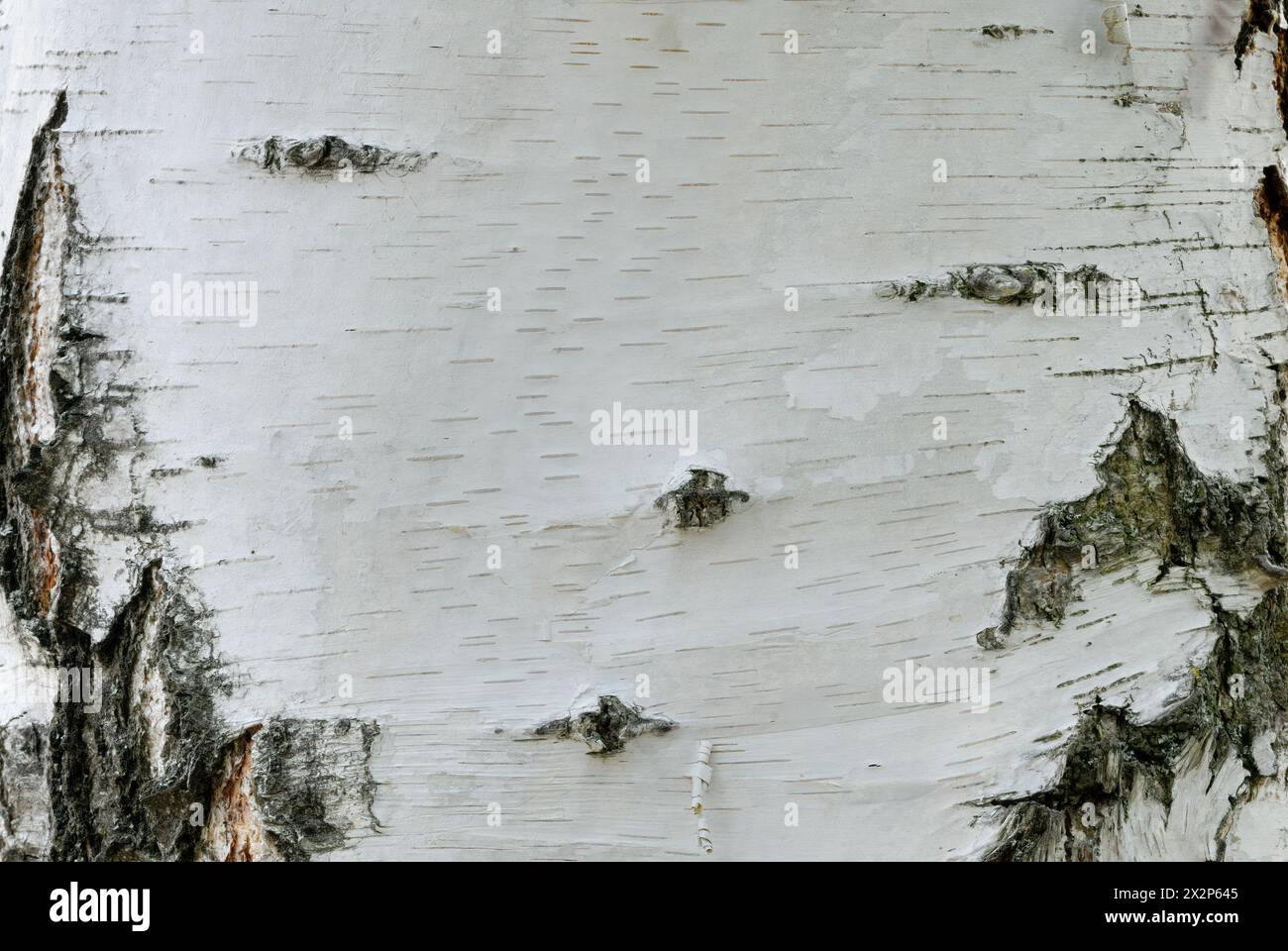 White birch bark, Betula pendula, silver birch texture. Reminiscent ...