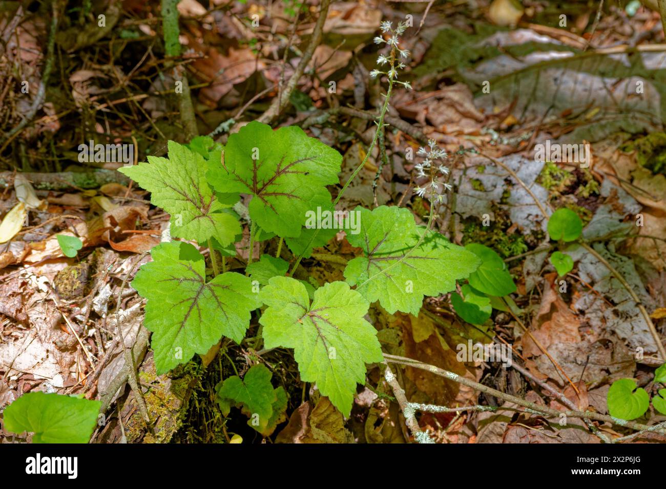 Tiarella plant common name foamflowers with a stem with tiny white ...