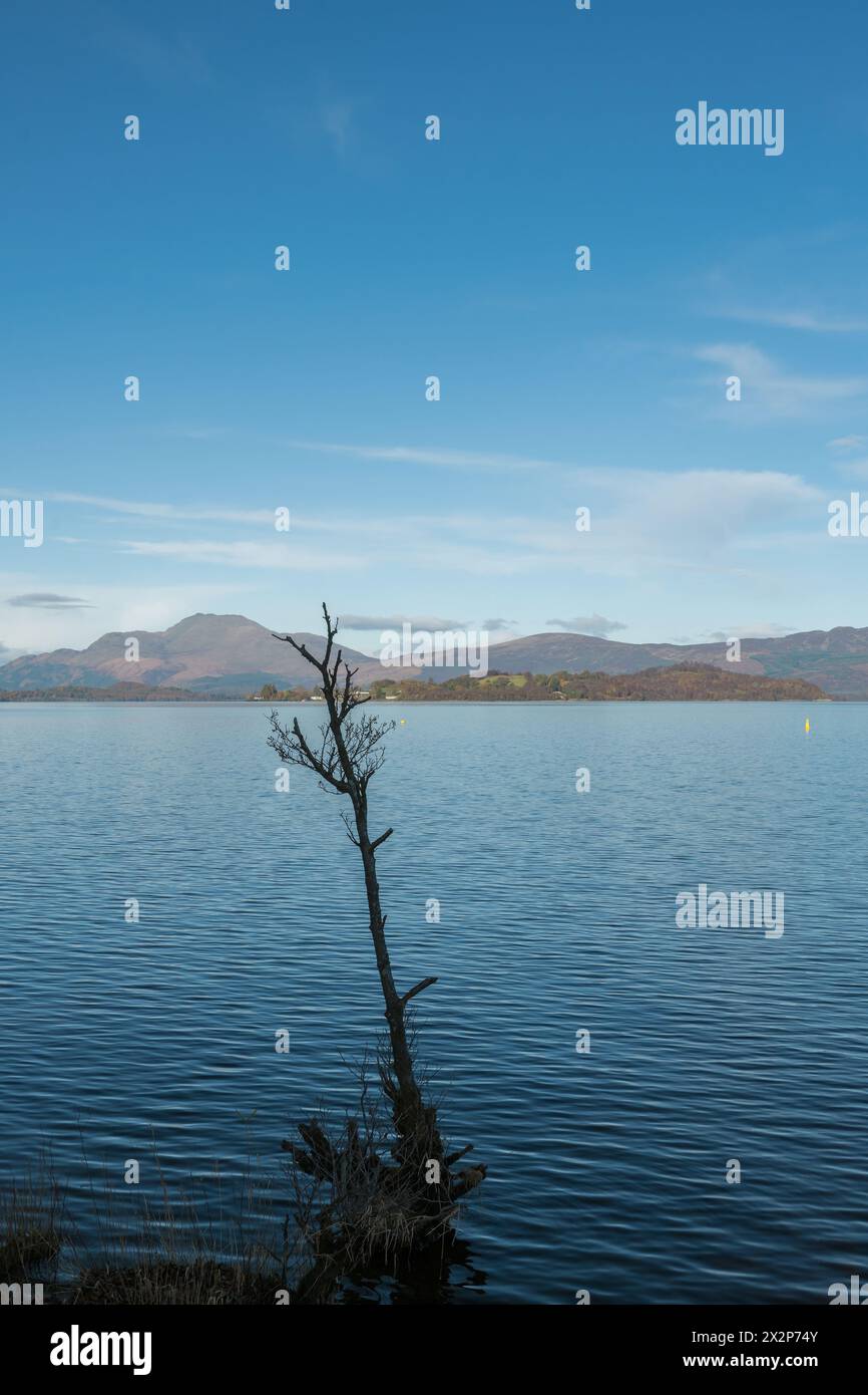 View of the tree and Loch Lomond during daytime, Scotland Stock Photo ...