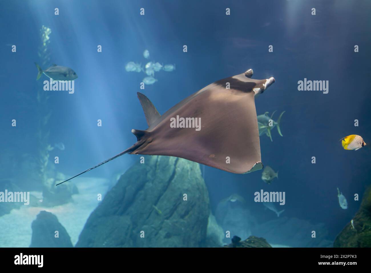 Xareu fish hi-res stock photography and images - Alamy