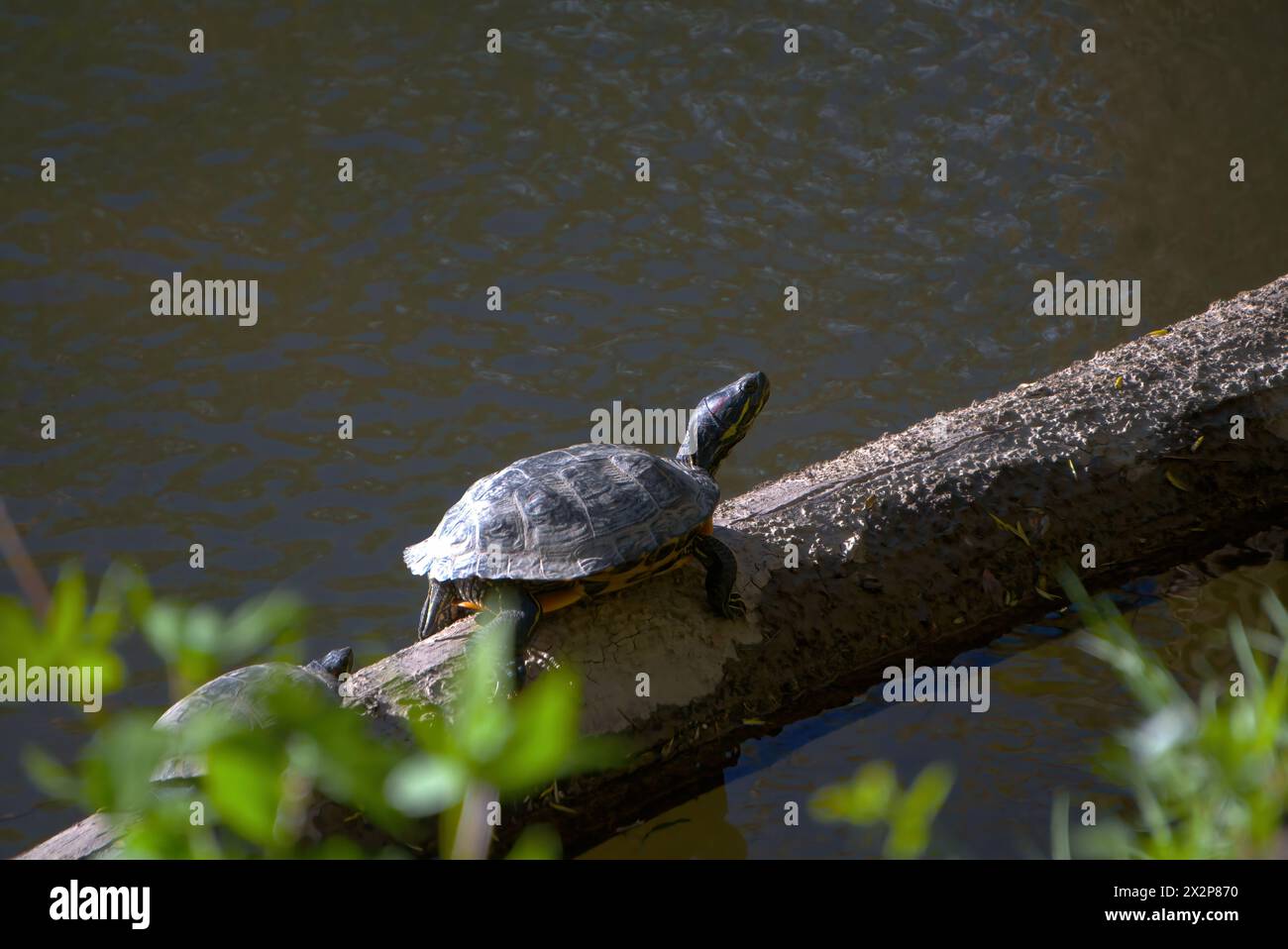 A pair of basking yellow bellied turtles in Pennsylvania Stock Photo ...