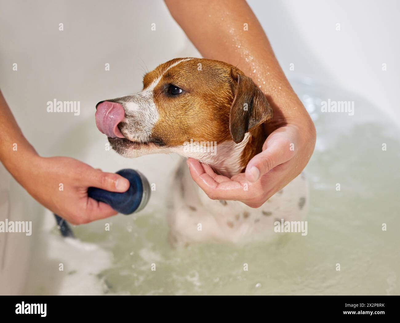 Washing hands animals hi-res stock photography and images - Alamy