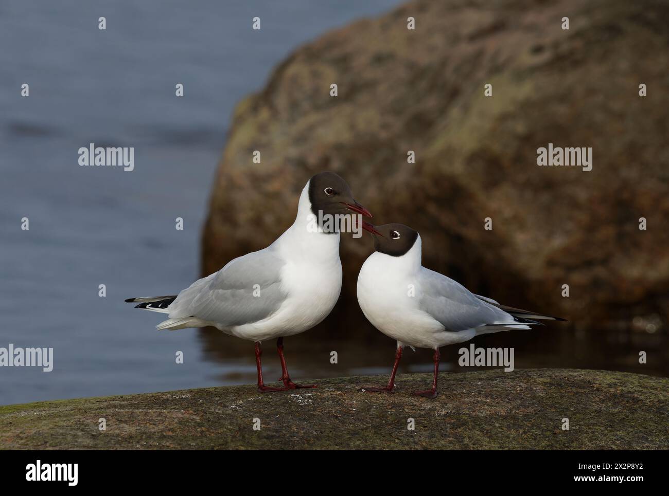 Pair of Black-headed gulls, standing on rock in water Stock Photo - Alamy