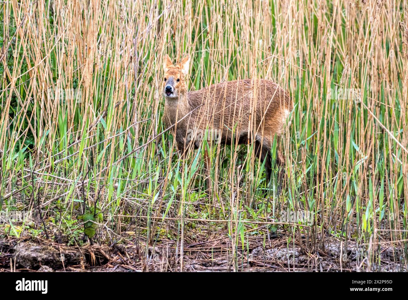 A Chinese water deer, Hydropotes inermis, standing in the reeds beside ...