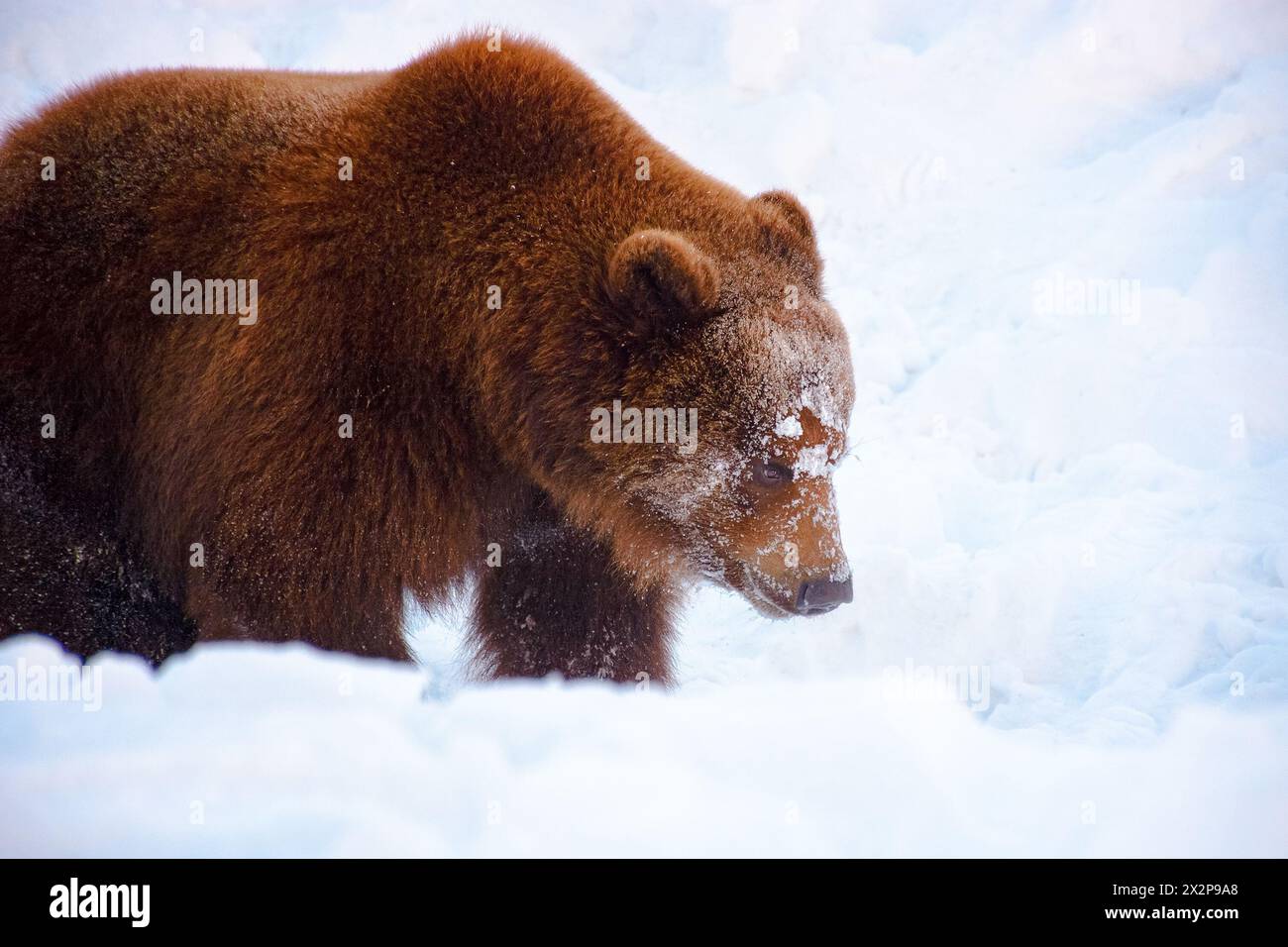Awake to danger hi-res stock photography and images - Alamy