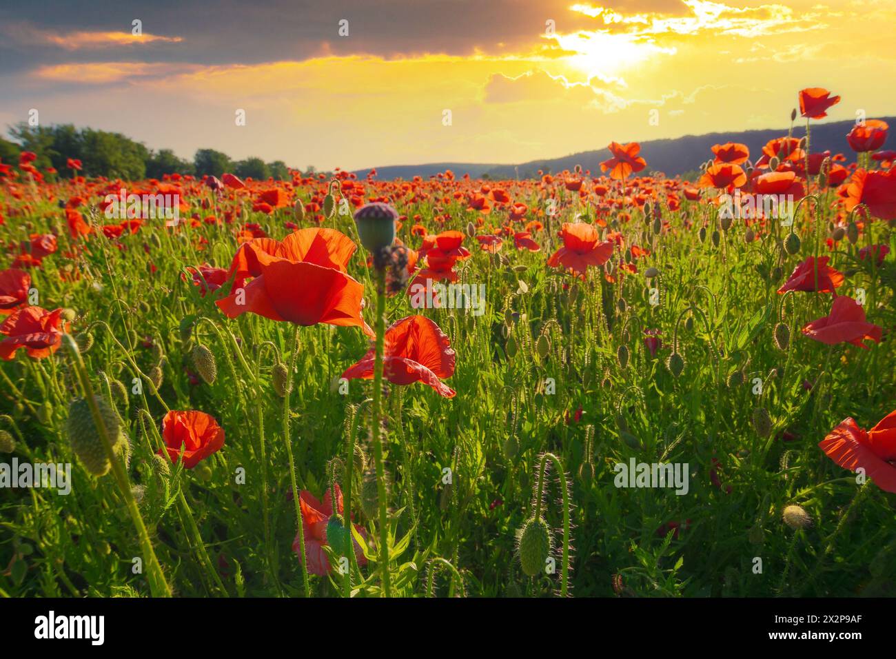 Poppy flower in field sun hi-res stock photography and images - Alamy