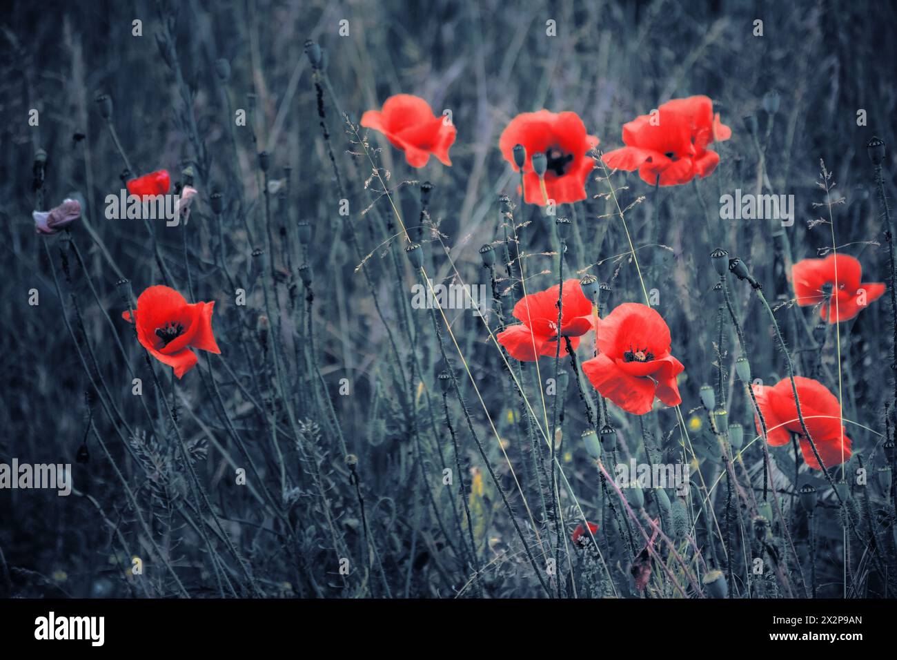 anzac day background. red poppy flowers in the field. selective color ...