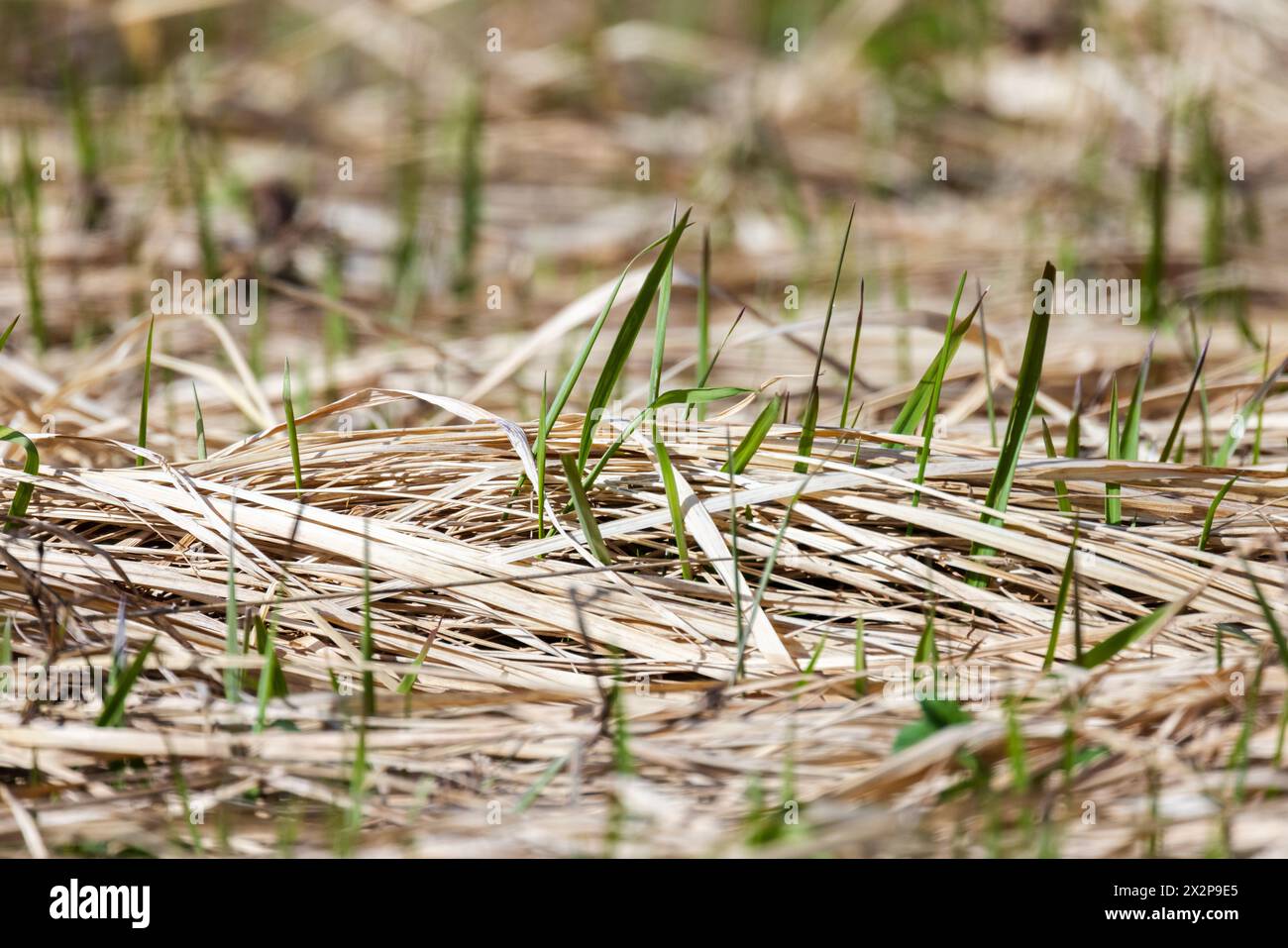 Fresh green grass grows through dry hay lying on the ground Stock Photo ...