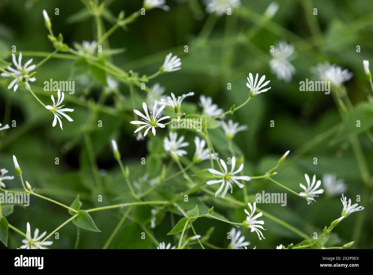 White flowers grow in a spring forest. Close up photo of Greater ...
