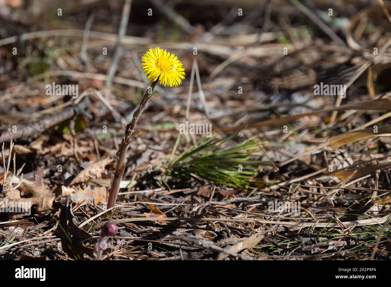 Yellow flower macro photo with soft selective focus. Tussilago farfara ...