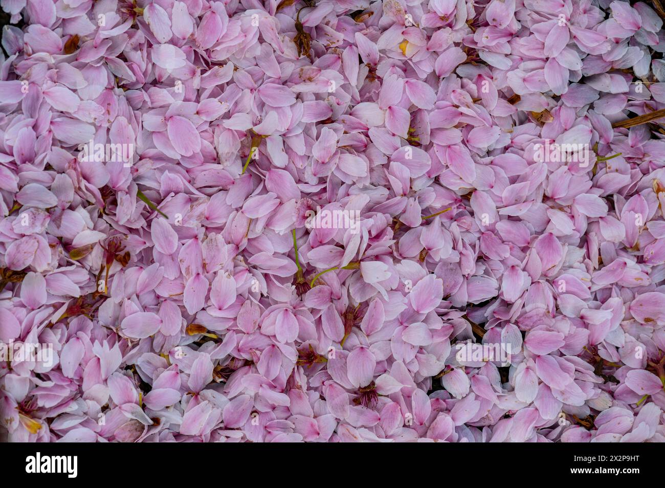 Fallen Cherry blossom: Yoshino Cherry: Prunus x yedoensis Stock Photo ...