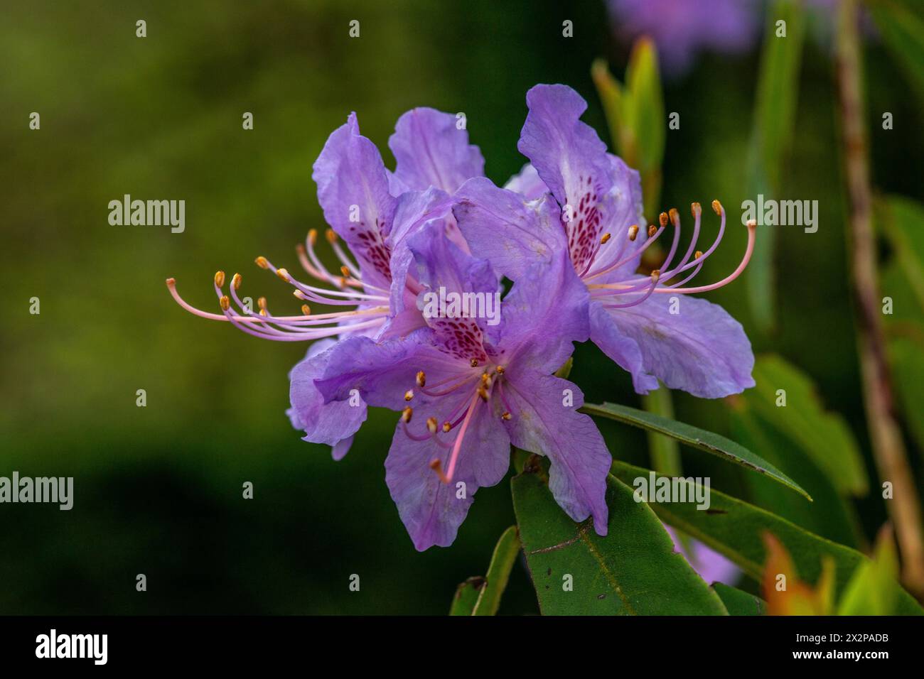 Dwarf Rhododendron Blue Diamond Stock Photo - Alamy