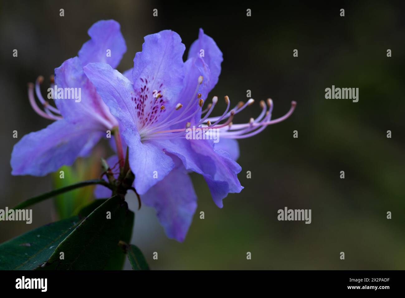 Dwarf Rhododendron Blue Diamond Stock Photo - Alamy