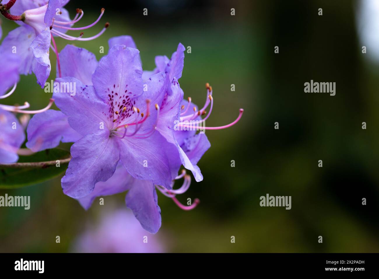 Dwarf Rhododendron Blue Diamond Stock Photo - Alamy
