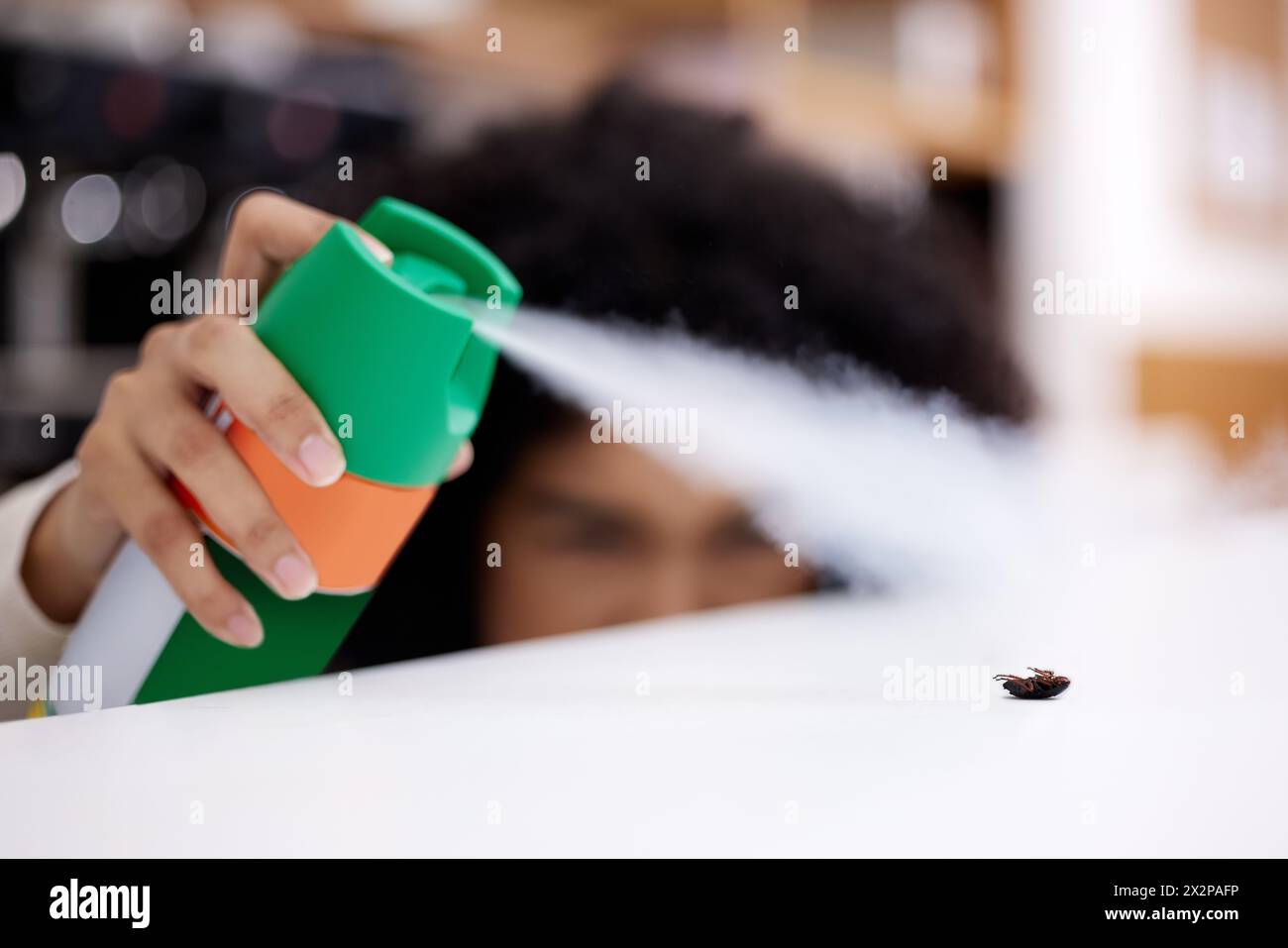 Spray, insect and hand of woman in kitchen killing bug for hygiene ...